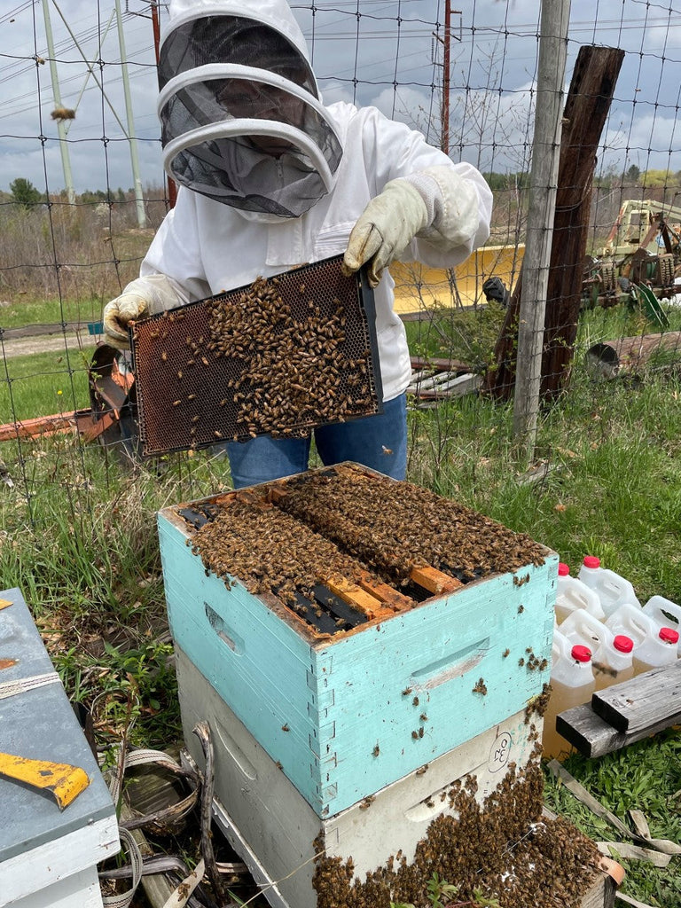 Catching a Swarm: A Step-by-Step Guide for Beekeepers – The Colony MA ...