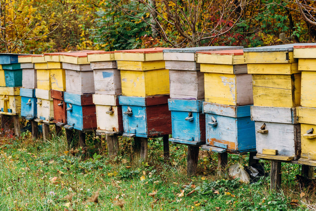 What to Feed Bees in Fall – The Colony MA | Honey Bees Mead & More